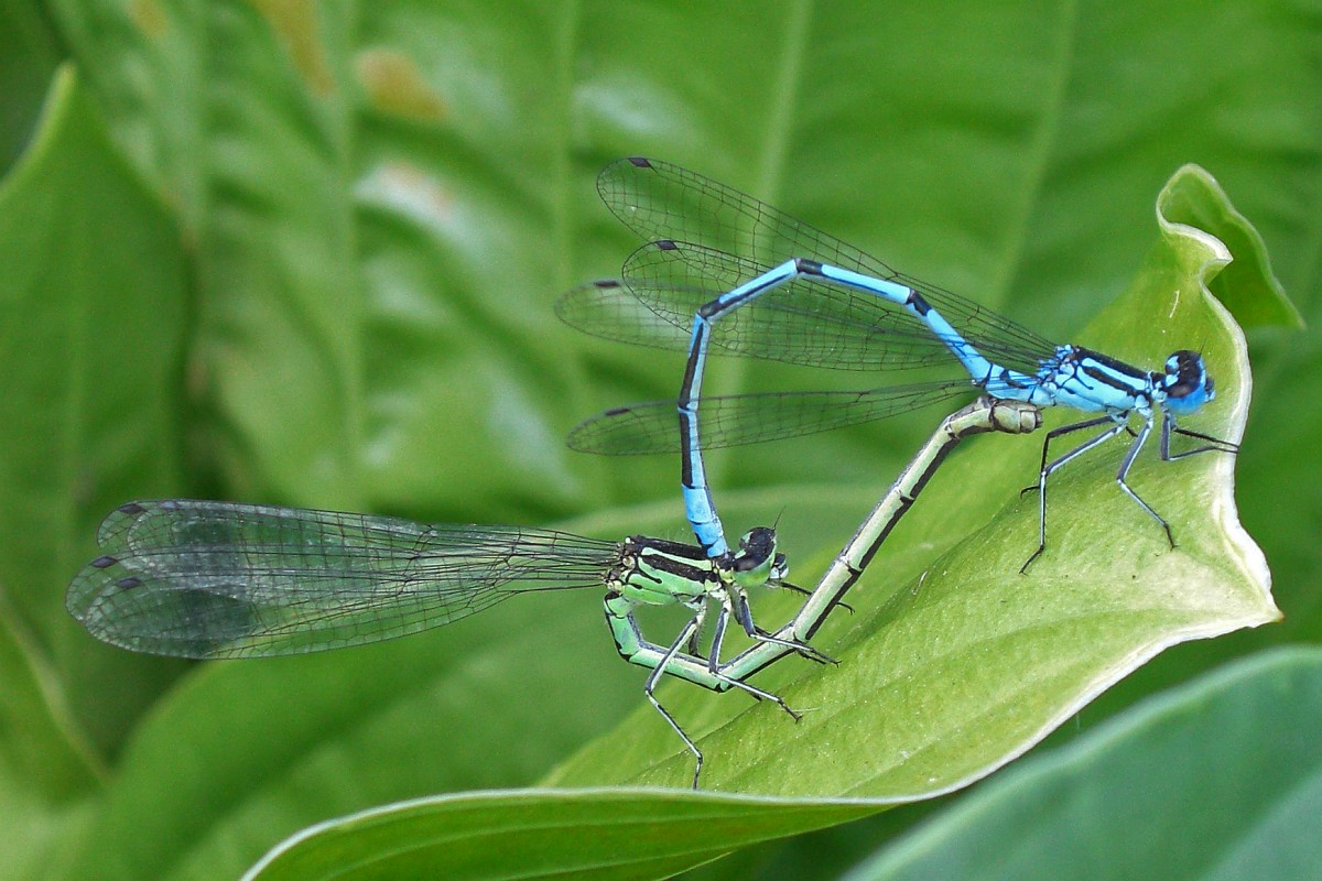Coenagrion puella, Azure Damselfly